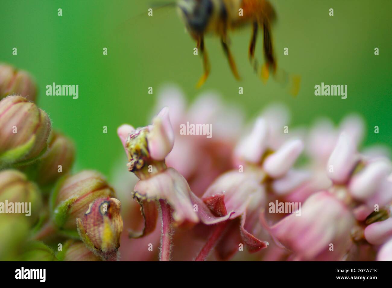 Bee Covered with Pollen Feeding on a Milkweed Flowers Stock Photo - Alamy