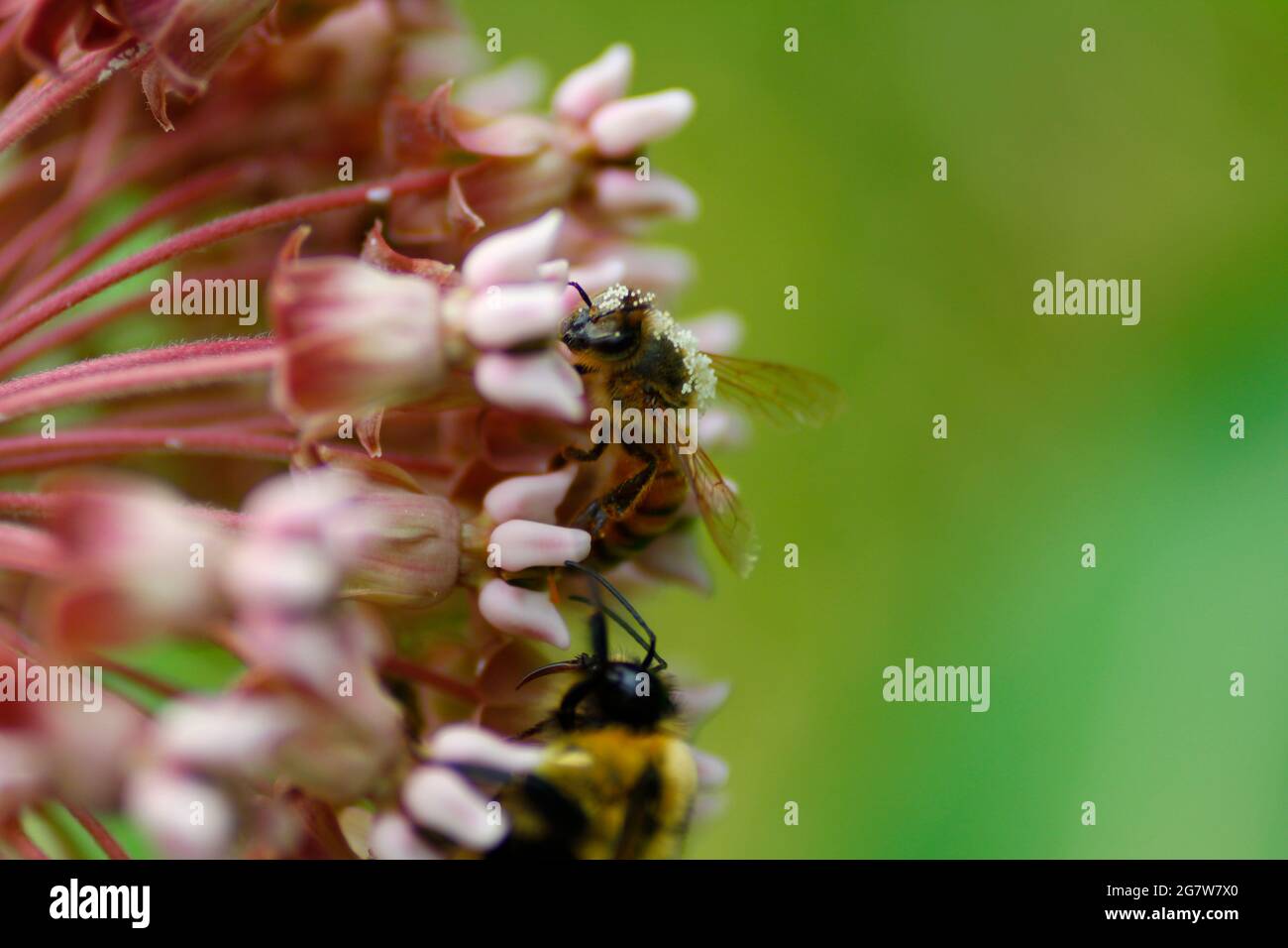 Bee Covered with Pollen Feeding on a Milkweed Flowers Stock Photo - Alamy