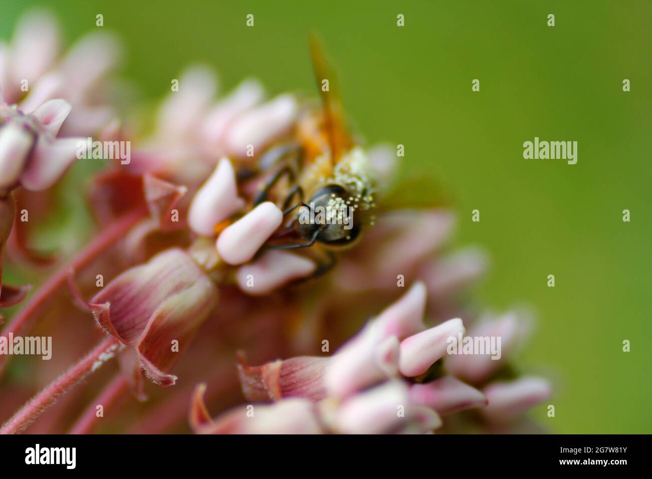 Bee Covered with Pollen Feeding on a Milkweed Flowers Stock Photo - Alamy