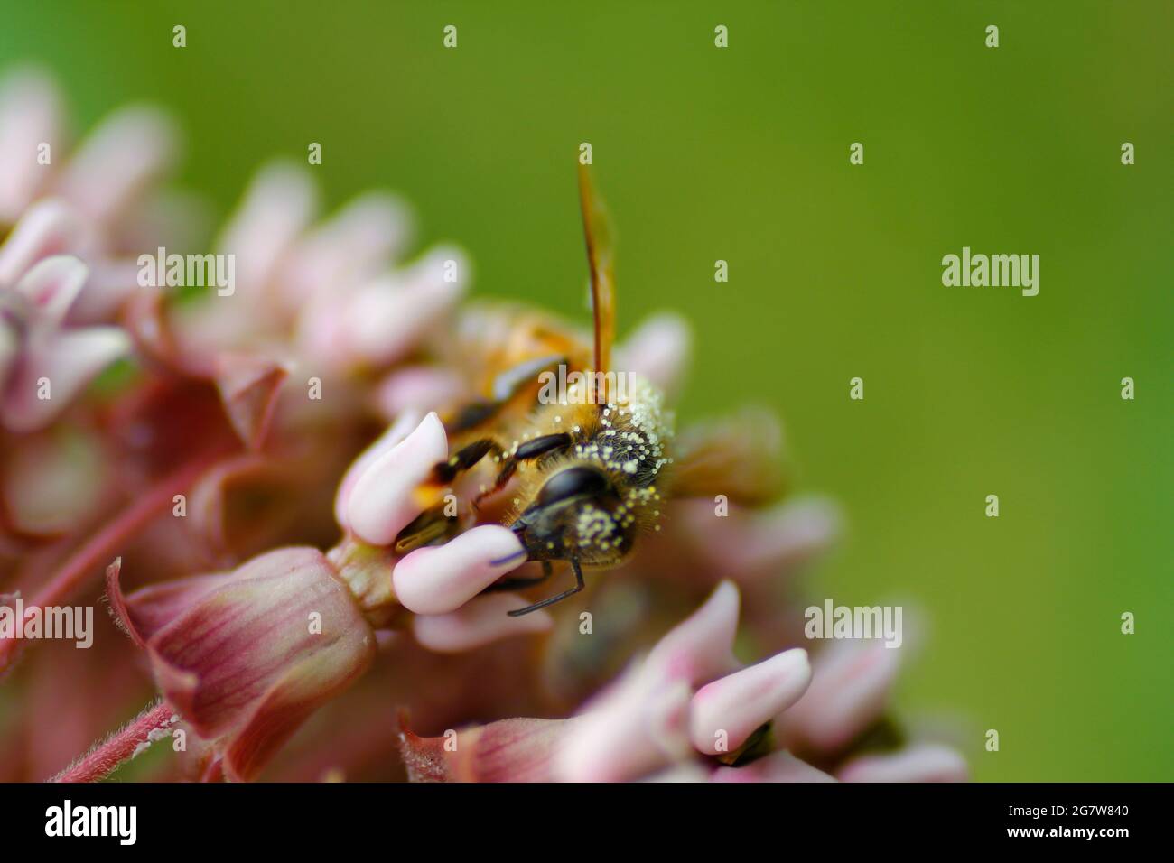 Bee Covered with Pollen Feeding on a Milkweed Flowers Stock Photo - Alamy
