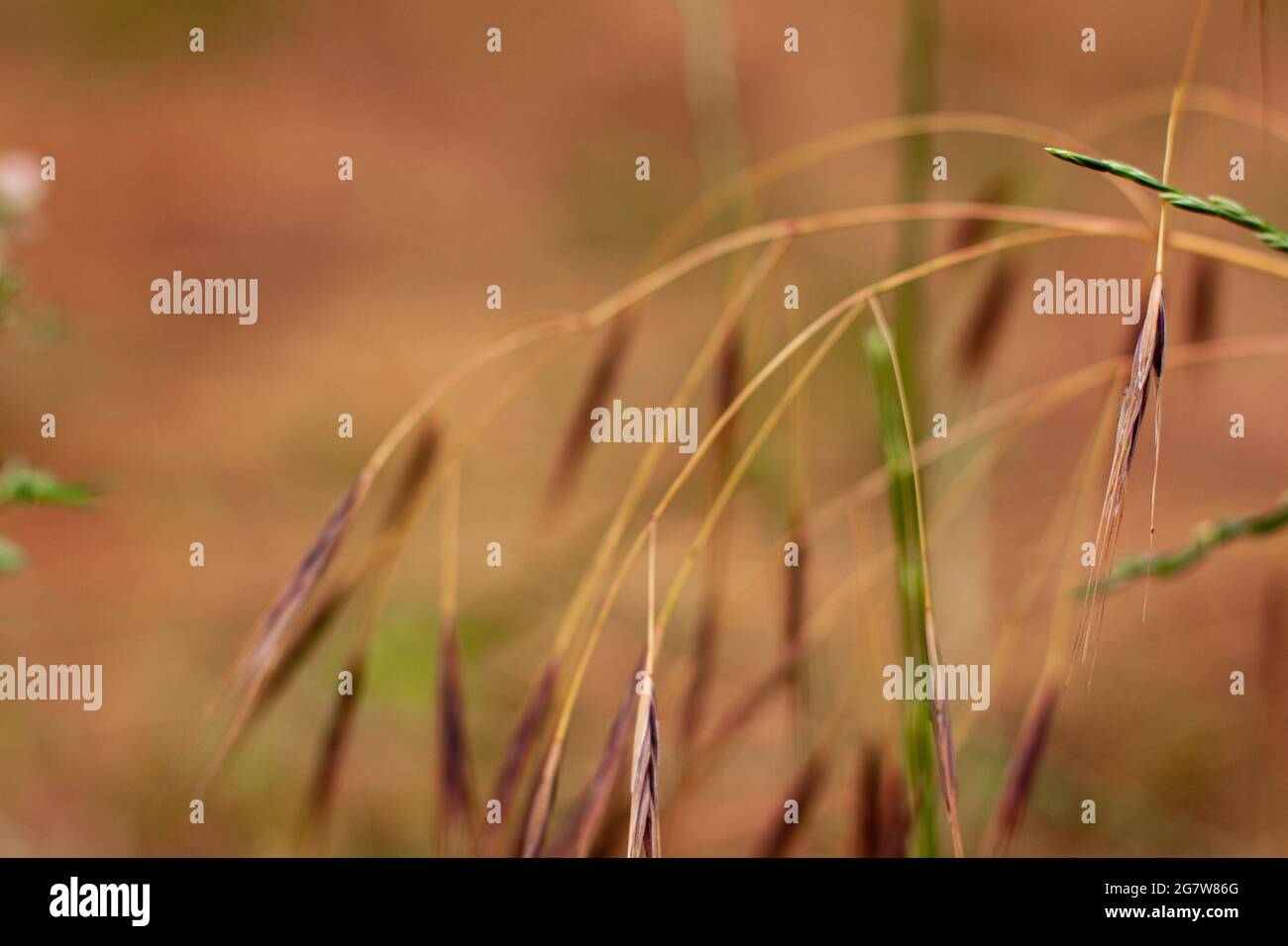 Nature background of summer brown wildflowers close up with copy space ...