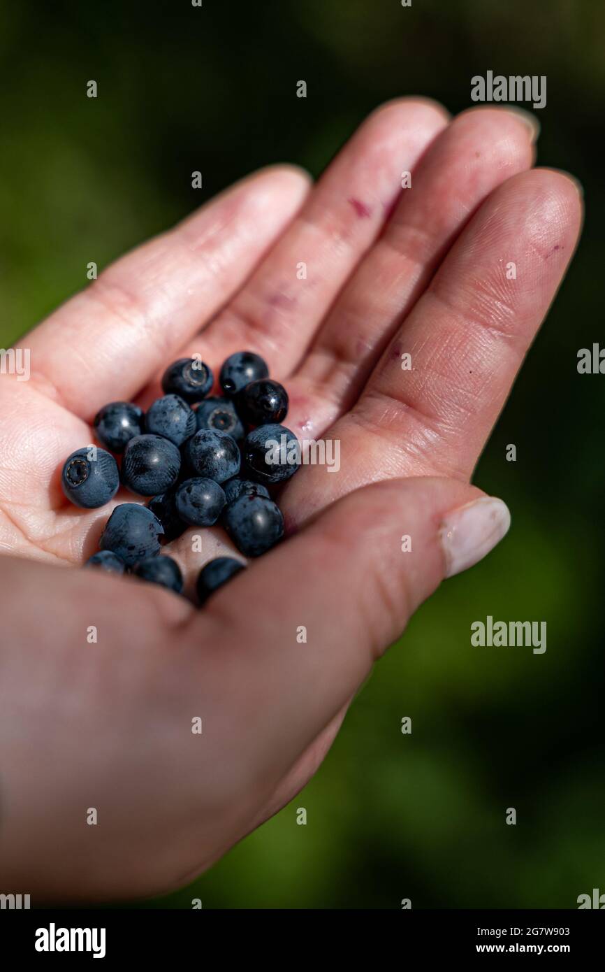 Bog bilberries hi-res stock photography and images - Alamy