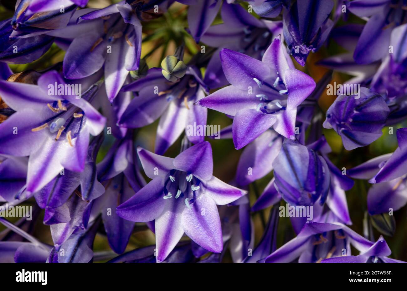 Surprising Triteleia ‘Rudy’, triplet lily ‘Rudy’, Grassnut 'Rudy ...