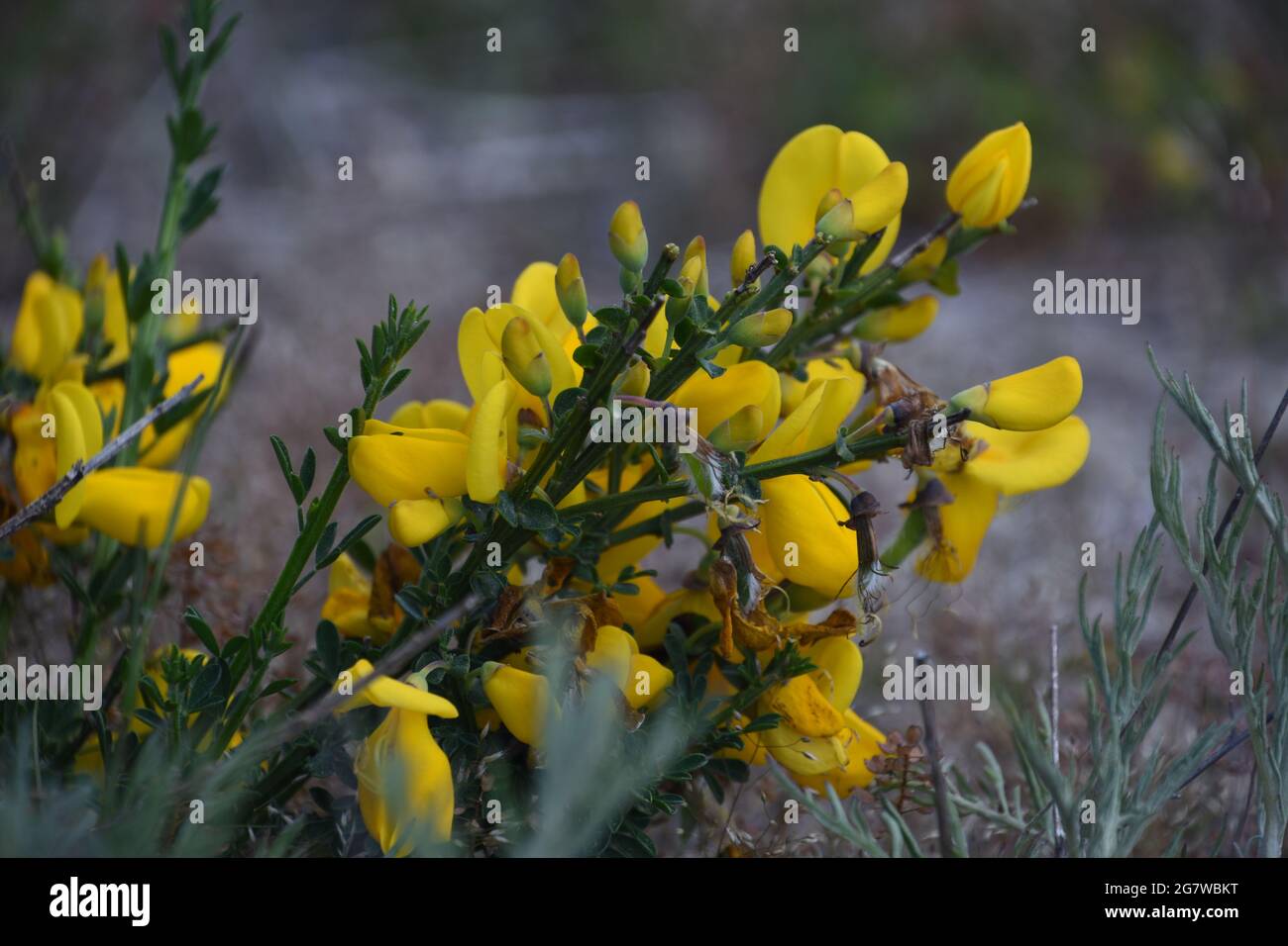 Up close look at flower blossoms on a Scottish Broom bush Stock Photo ...