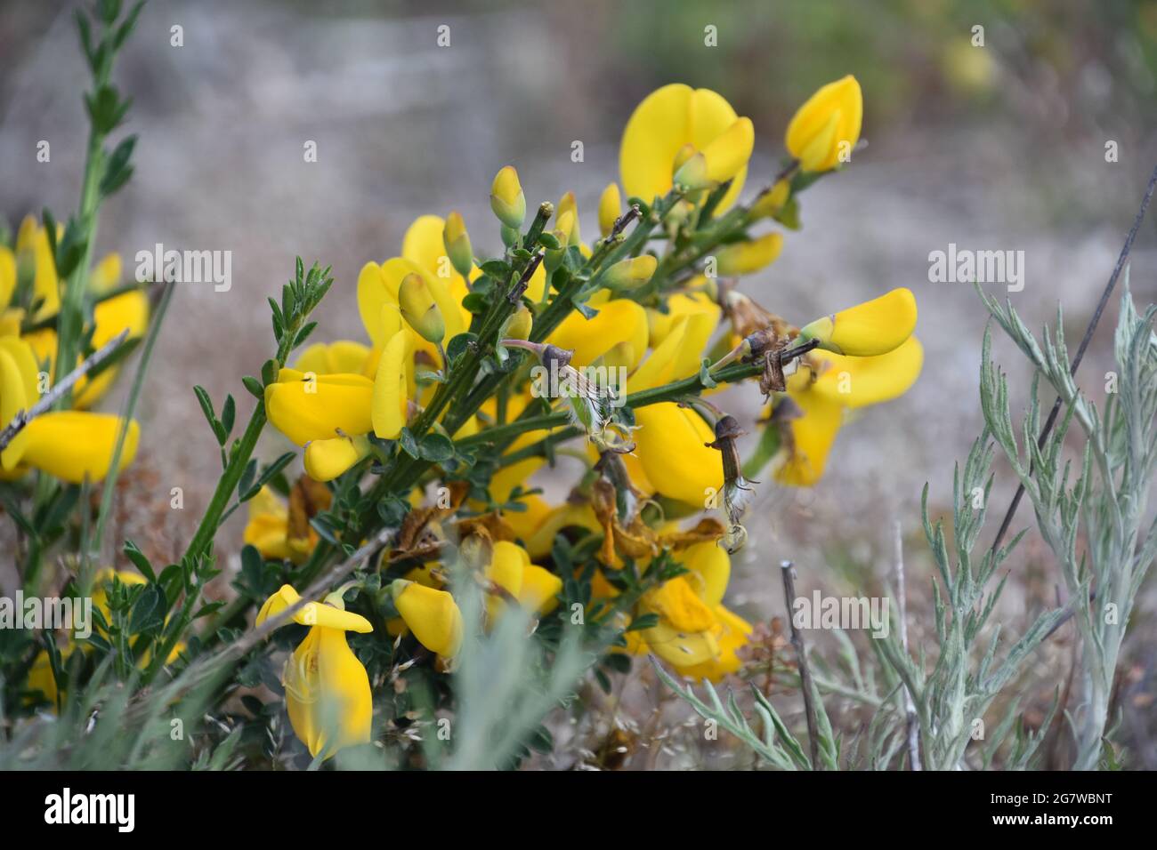 Yellow Scottish Broom bush flowering and blooming in a garden Stock ...