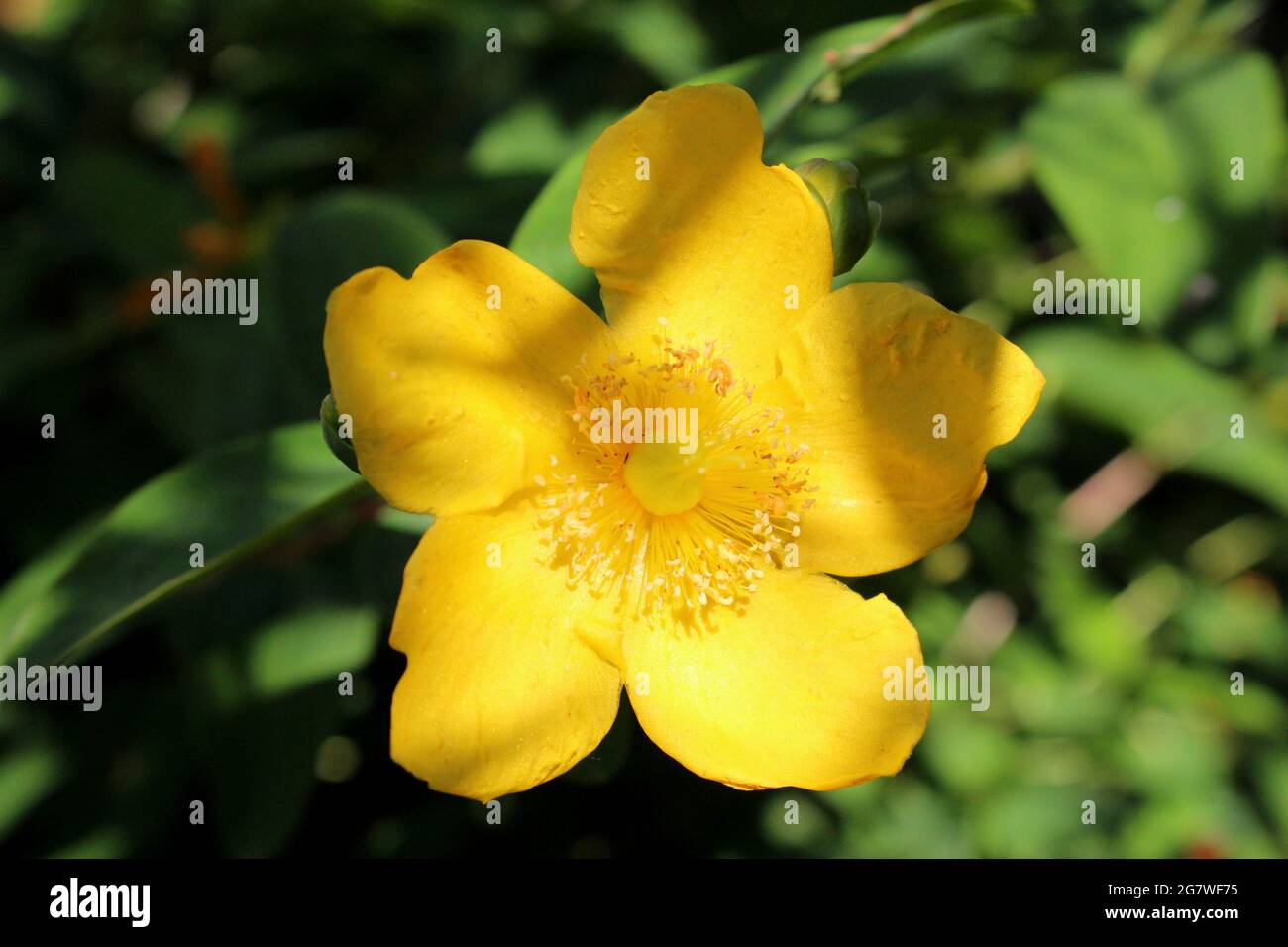 Wort flower hi-res stock photography and images - Alamy