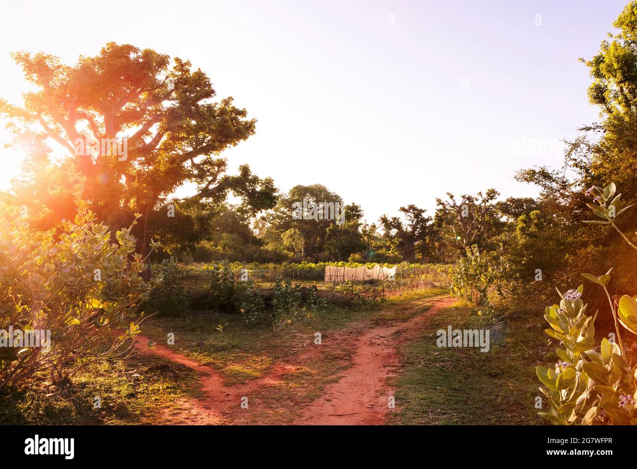 African rural landscape with Baobab tree on the field. Sunset landscape ...