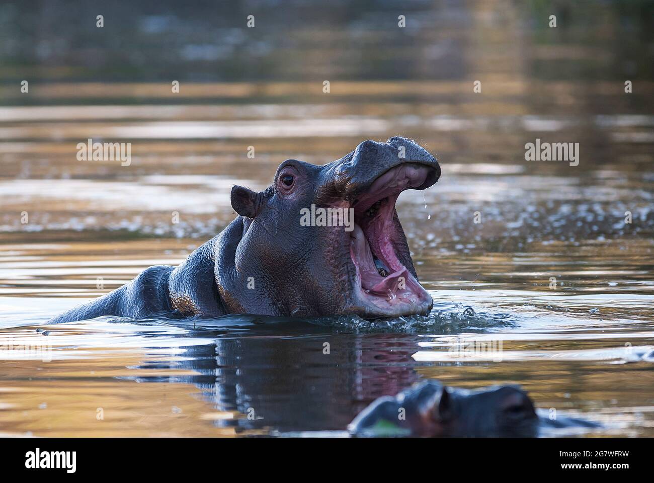 Hippopotamus in wetland environment, African Savannah, South Africa ...