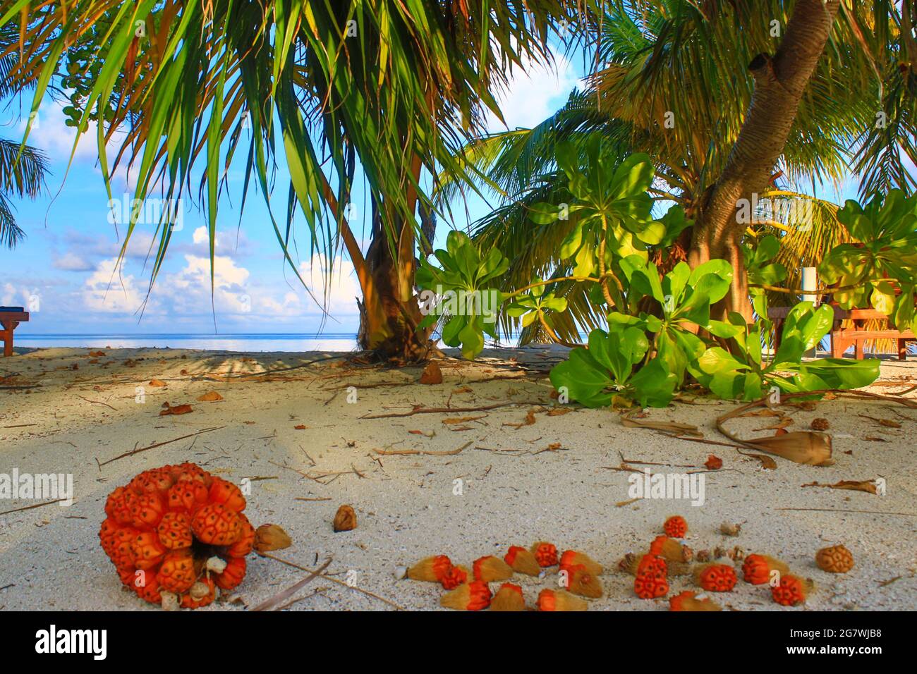 Crabs in shells on sand hi-res stock photography and images - Alamy