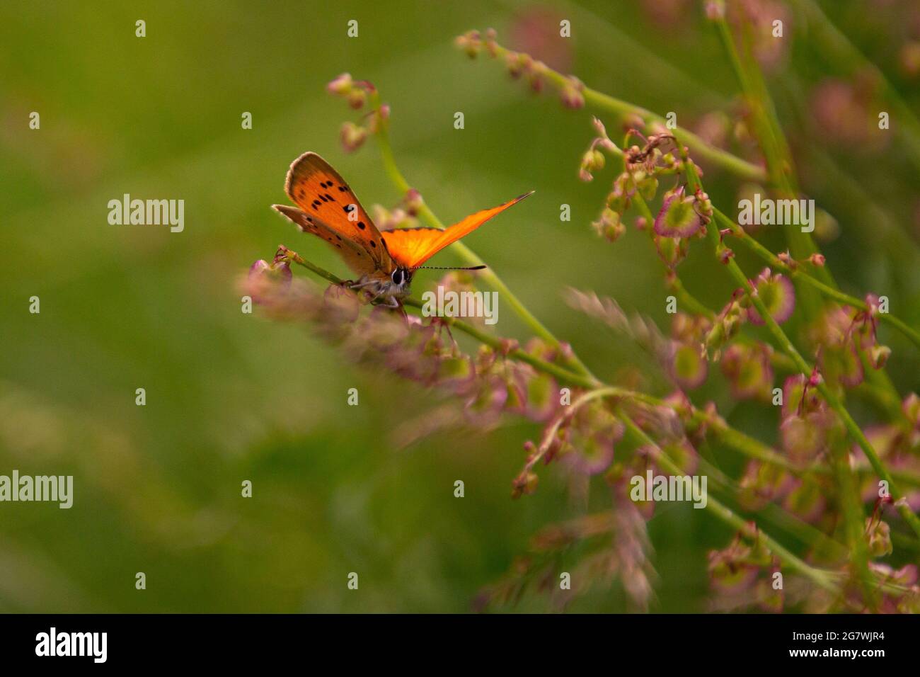 male large copper butterfly (Lycaena dispar) on daisy (leucanthemum ...