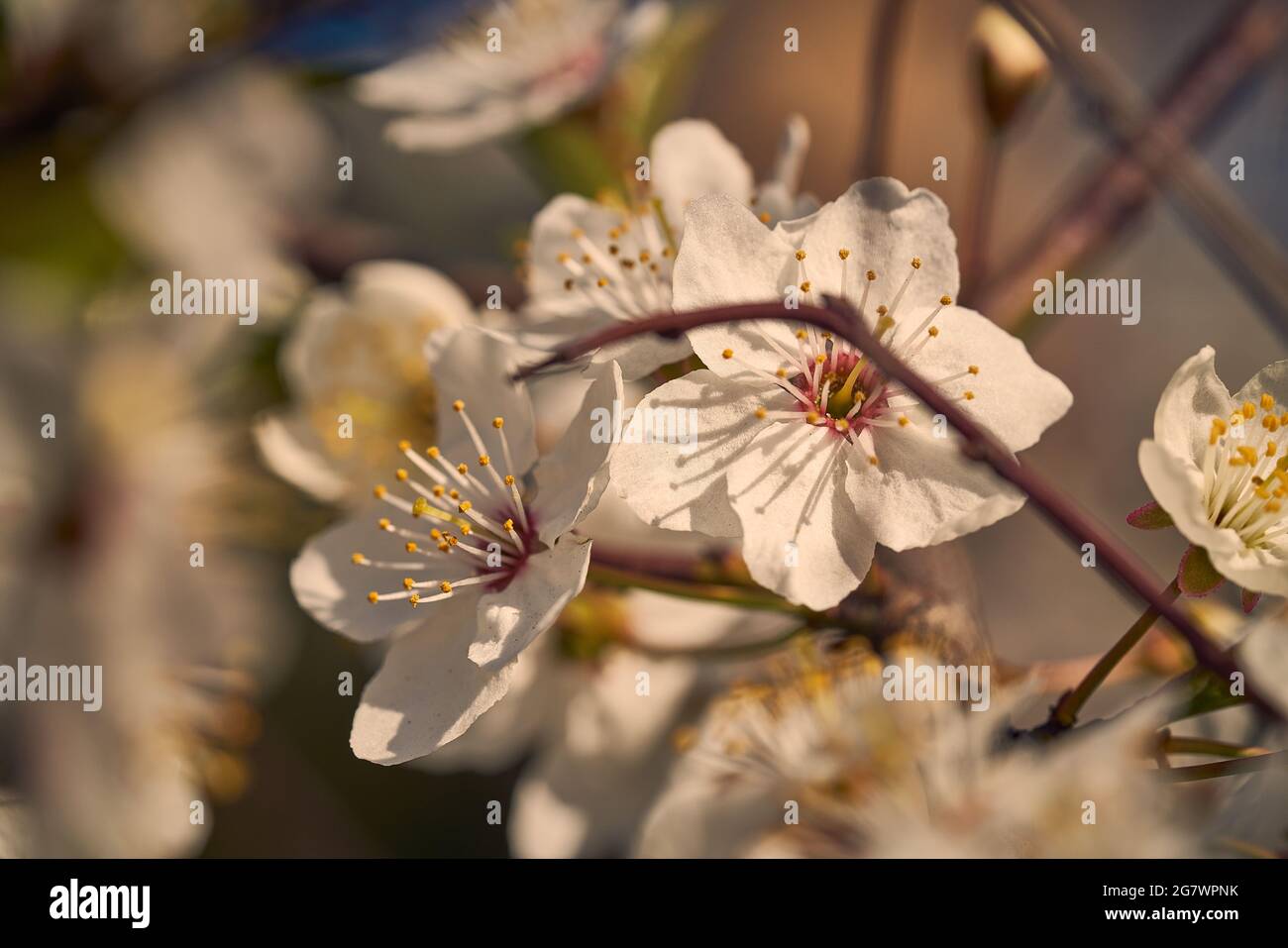 Flowers swaying wind hi-res stock photography and images - Alamy