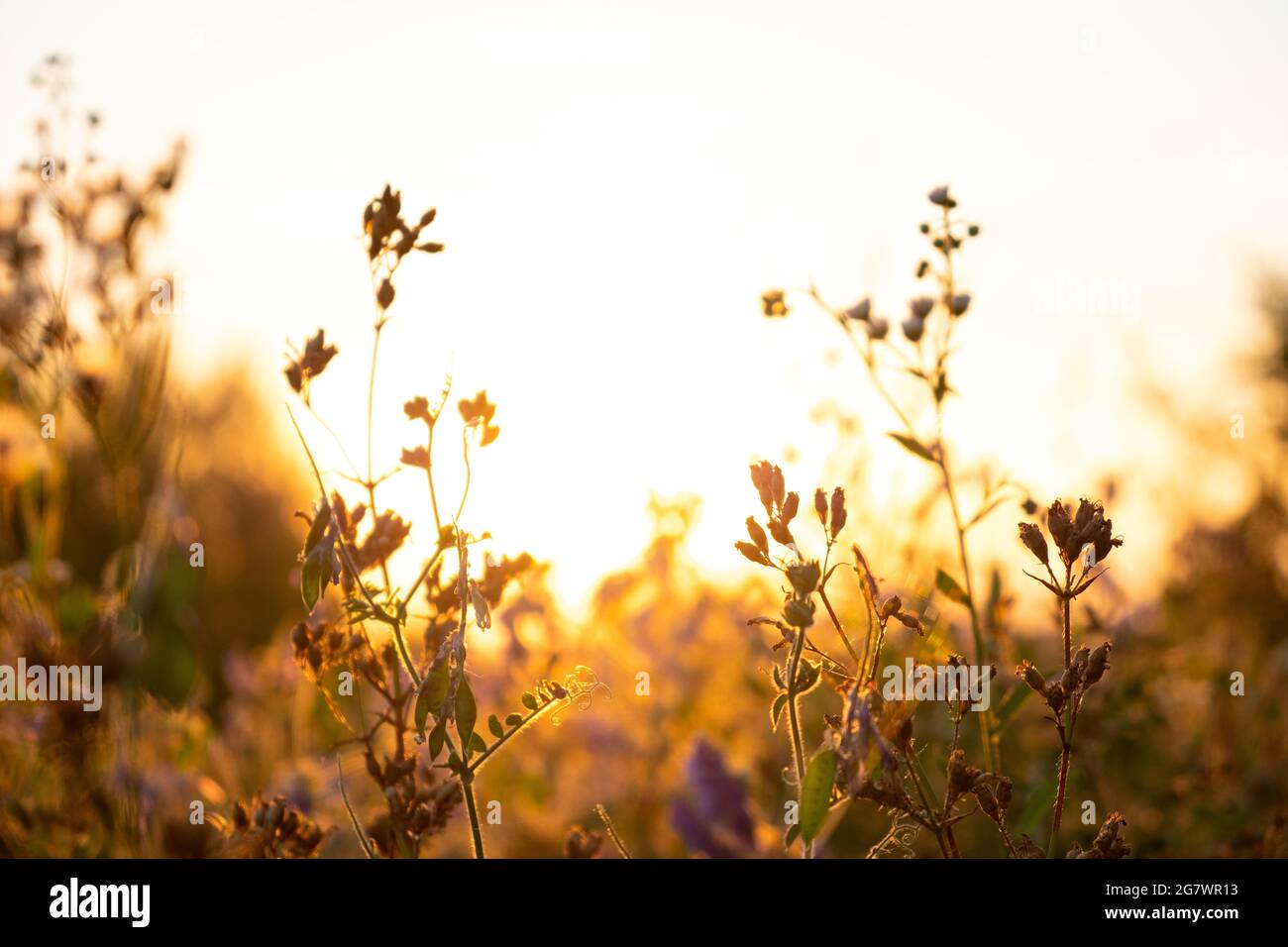 Vivid warm color hi-res stock photography and images - Alamy