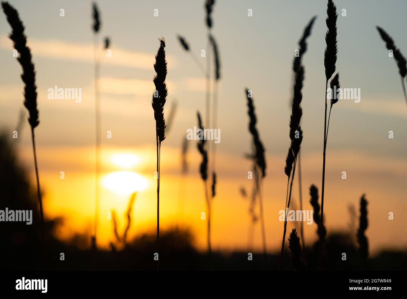 Sun in nature hi-res stock photography and images - Alamy