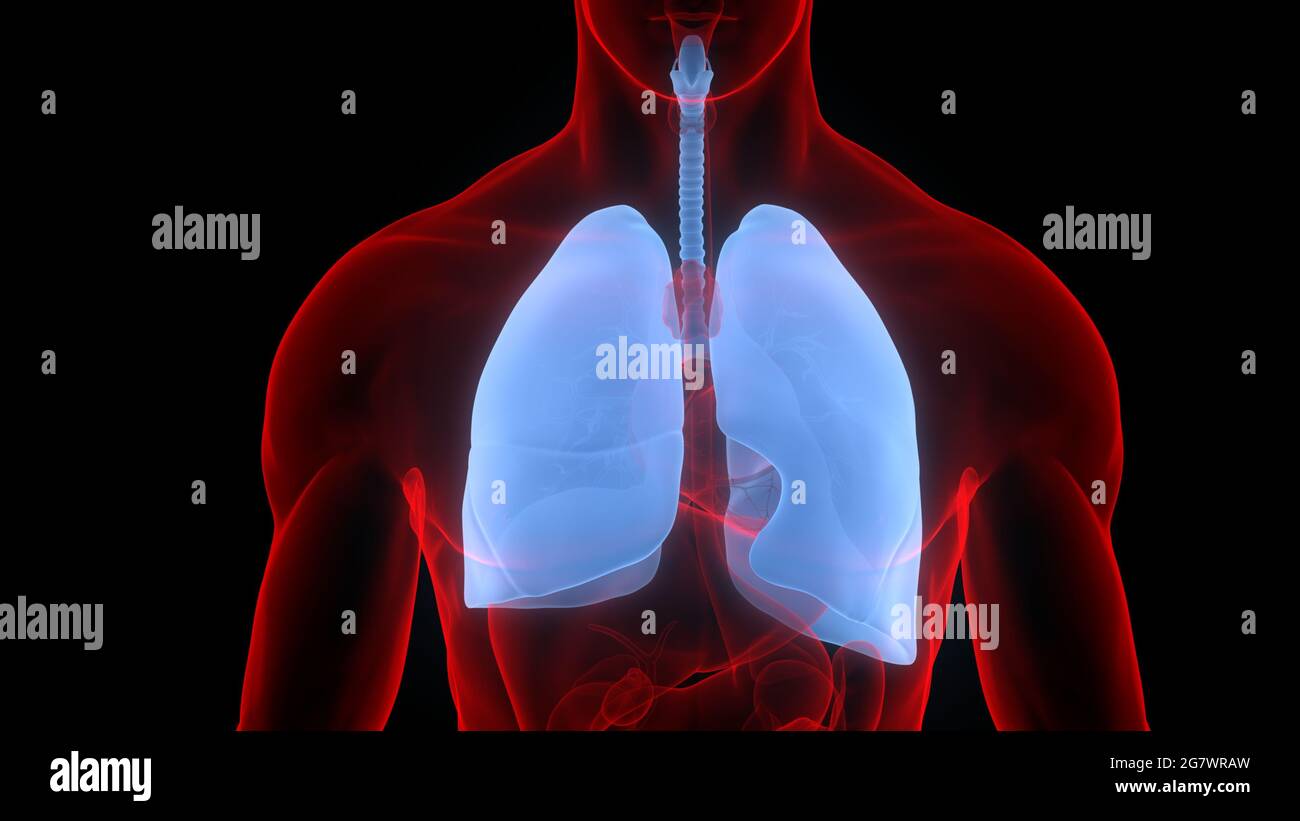 Emphysema lungs hi-res stock photography and images - Alamy