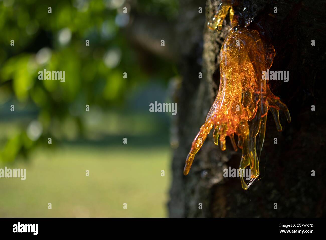 Cherry tree sap hi-res stock photography and images - Alamy