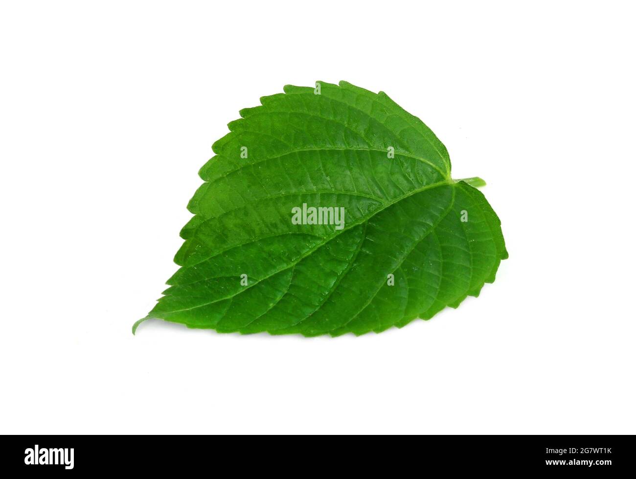 Sesame leaves hi-res stock photography and images - Alamy