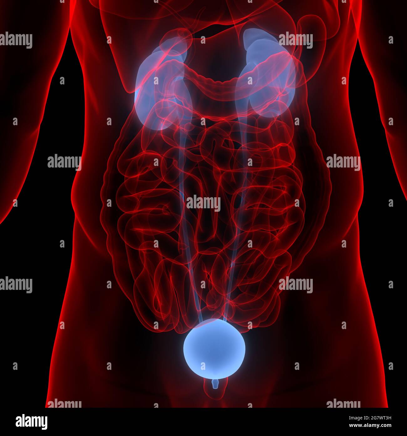 Human Internal Organs Urinary System Kidneys with Bladder Anatomy. 3D ...