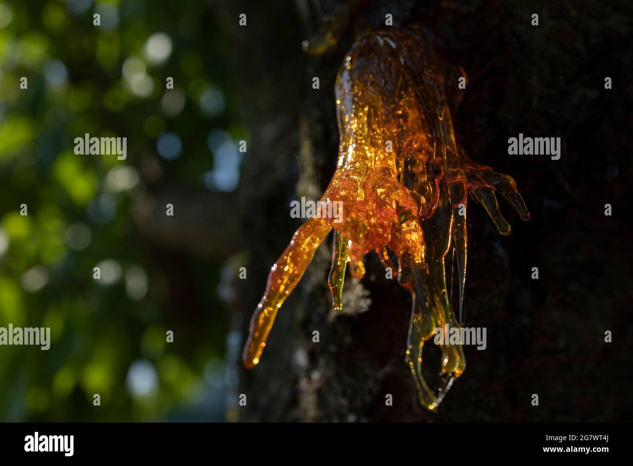 Beautifully looking source of resin from a stump old cherry Stock Photo ...