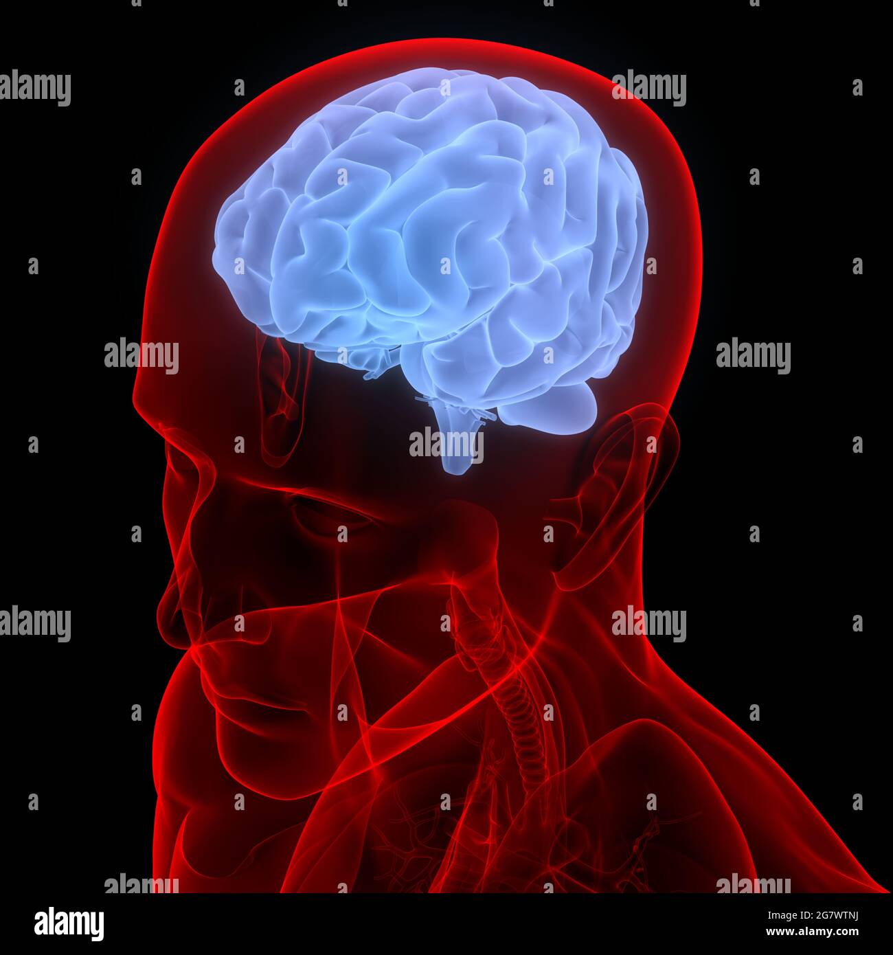 Central Nervous System Brain 3d