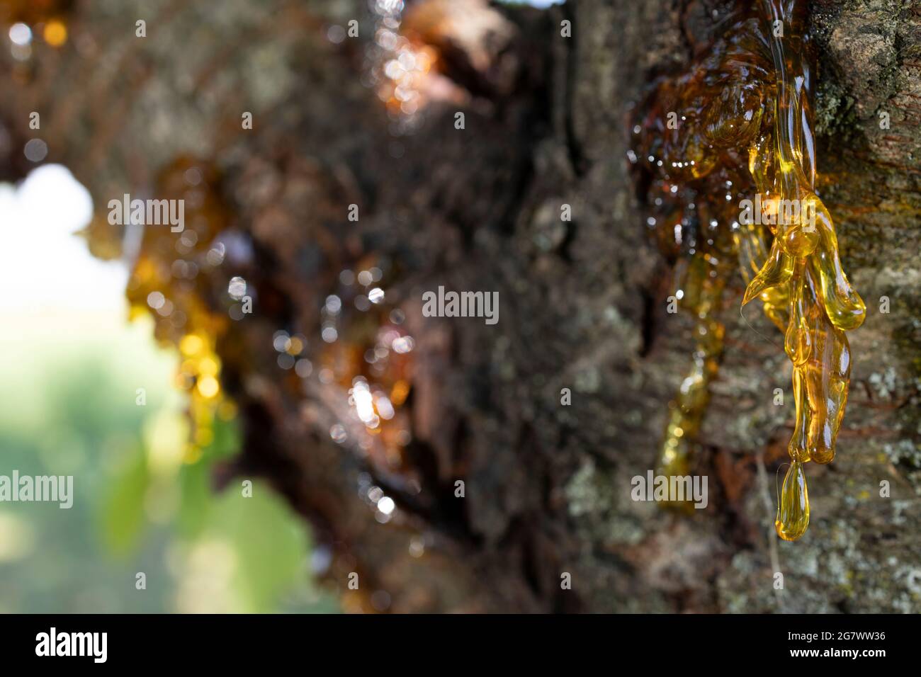Cherry tree sap hi-res stock photography and images - Alamy