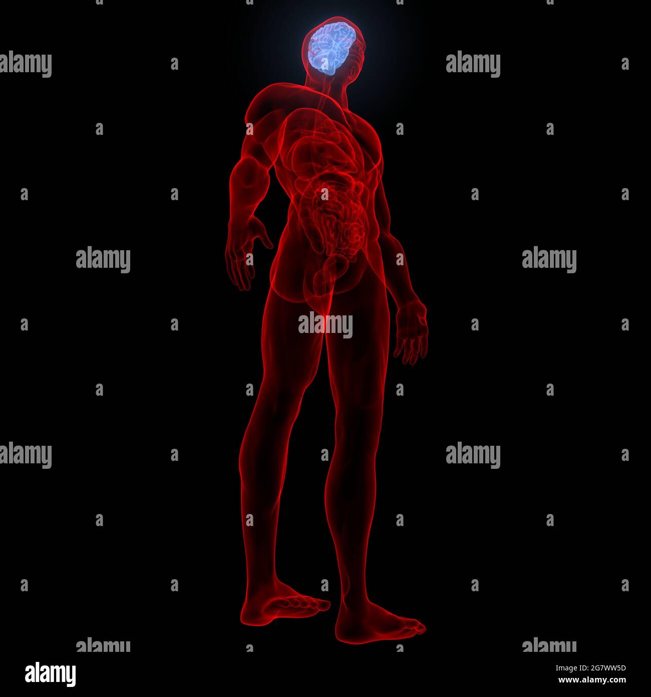 3d anatomy brain hi-res stock photography and images - Alamy