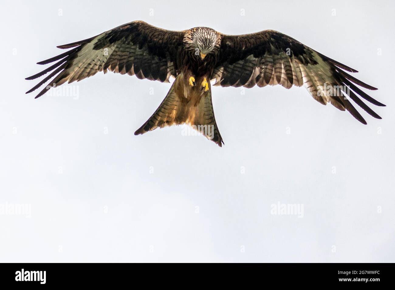 Gigrin farm red kite feeding centre hi-res stock photography and images ...