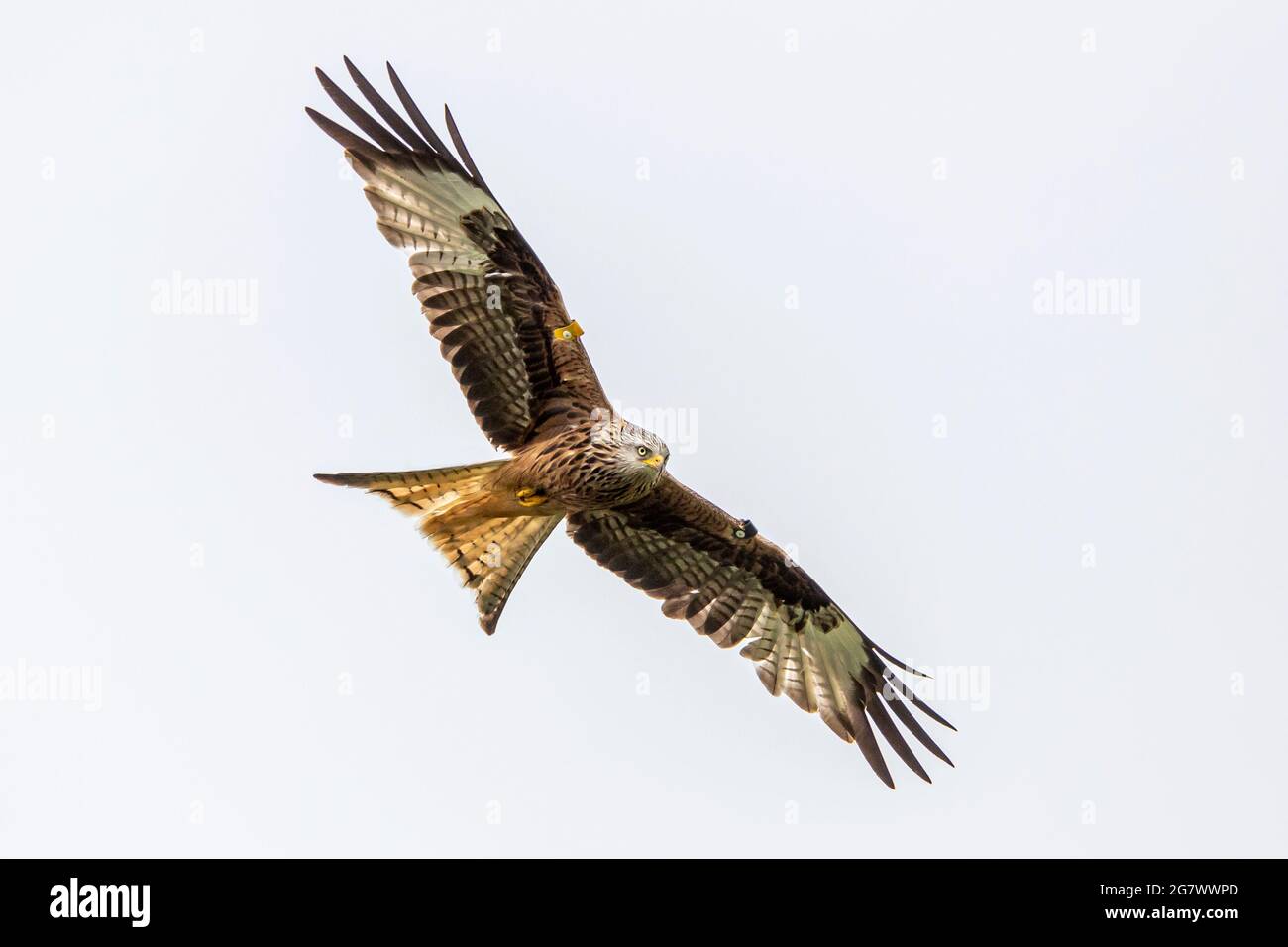 Red kite underwing hi-res stock photography and images - Alamy