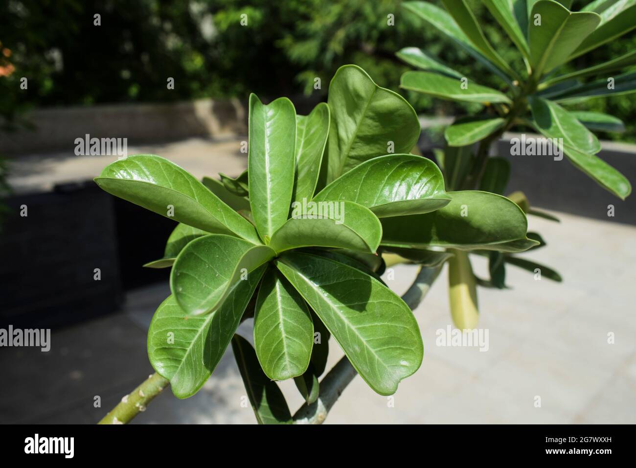 Adenium or Desert rose plant potted bonsai plant. Pink flower adeniums ...