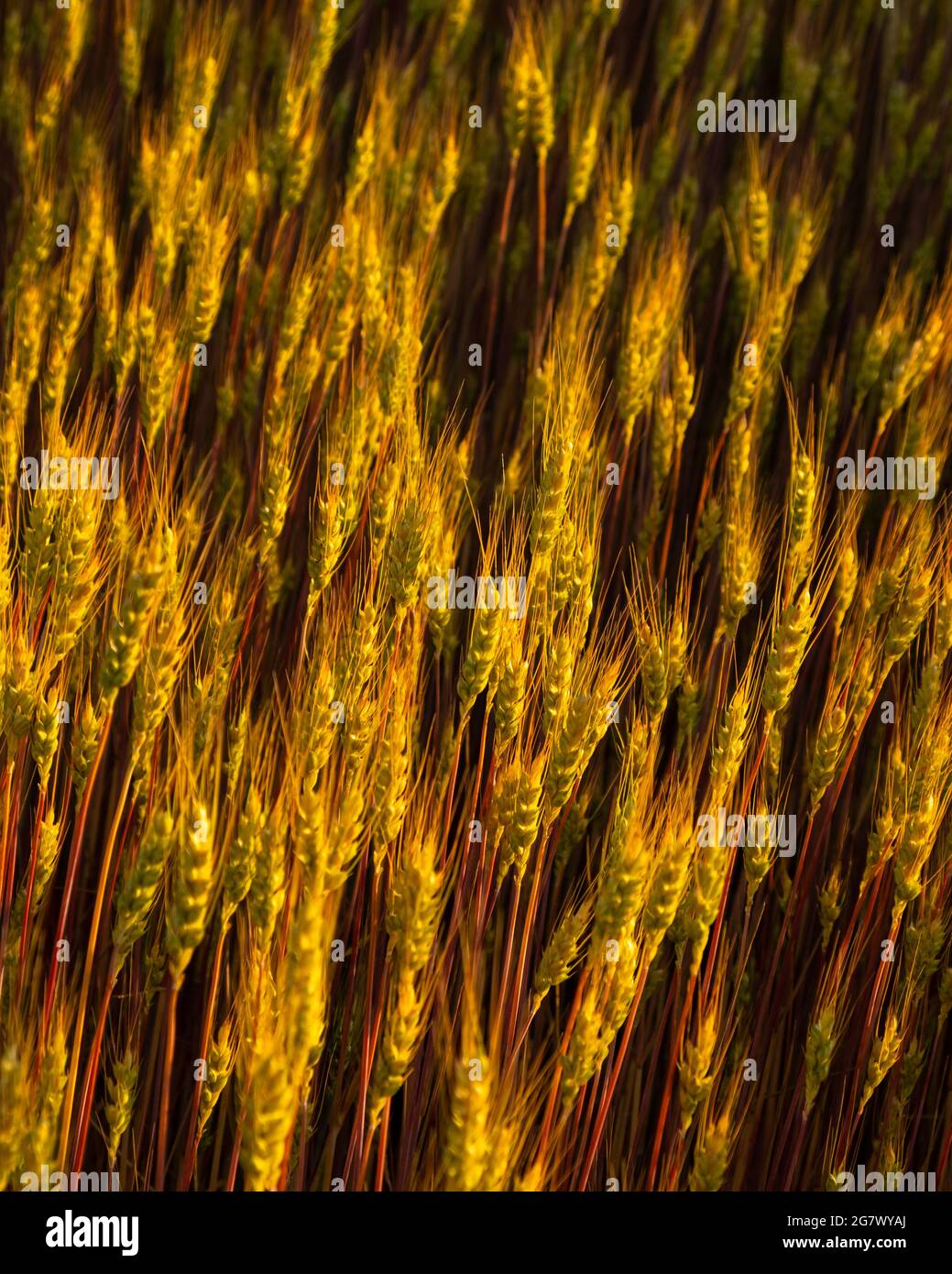 morning golden wheat texture background Stock Photo - Alamy