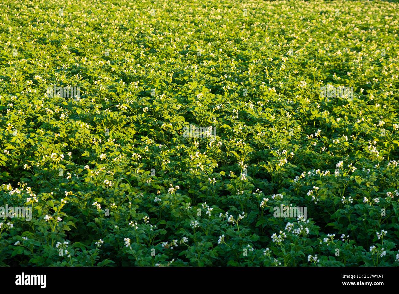flowering green potato plant on the field, seasonal plant Stock Photo ...