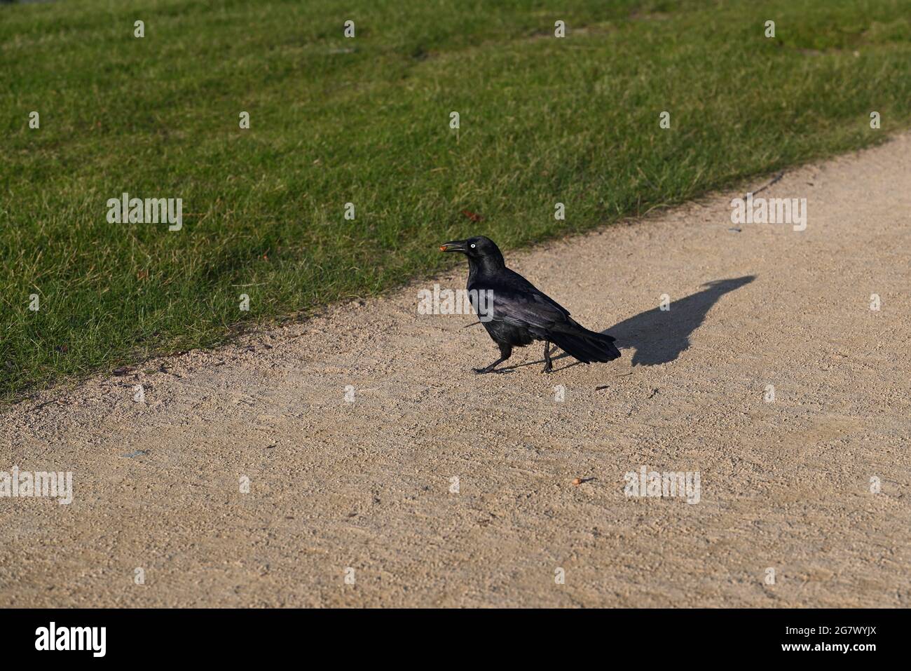 A little raven walking across an unsealed pathway while carrying a palm ...