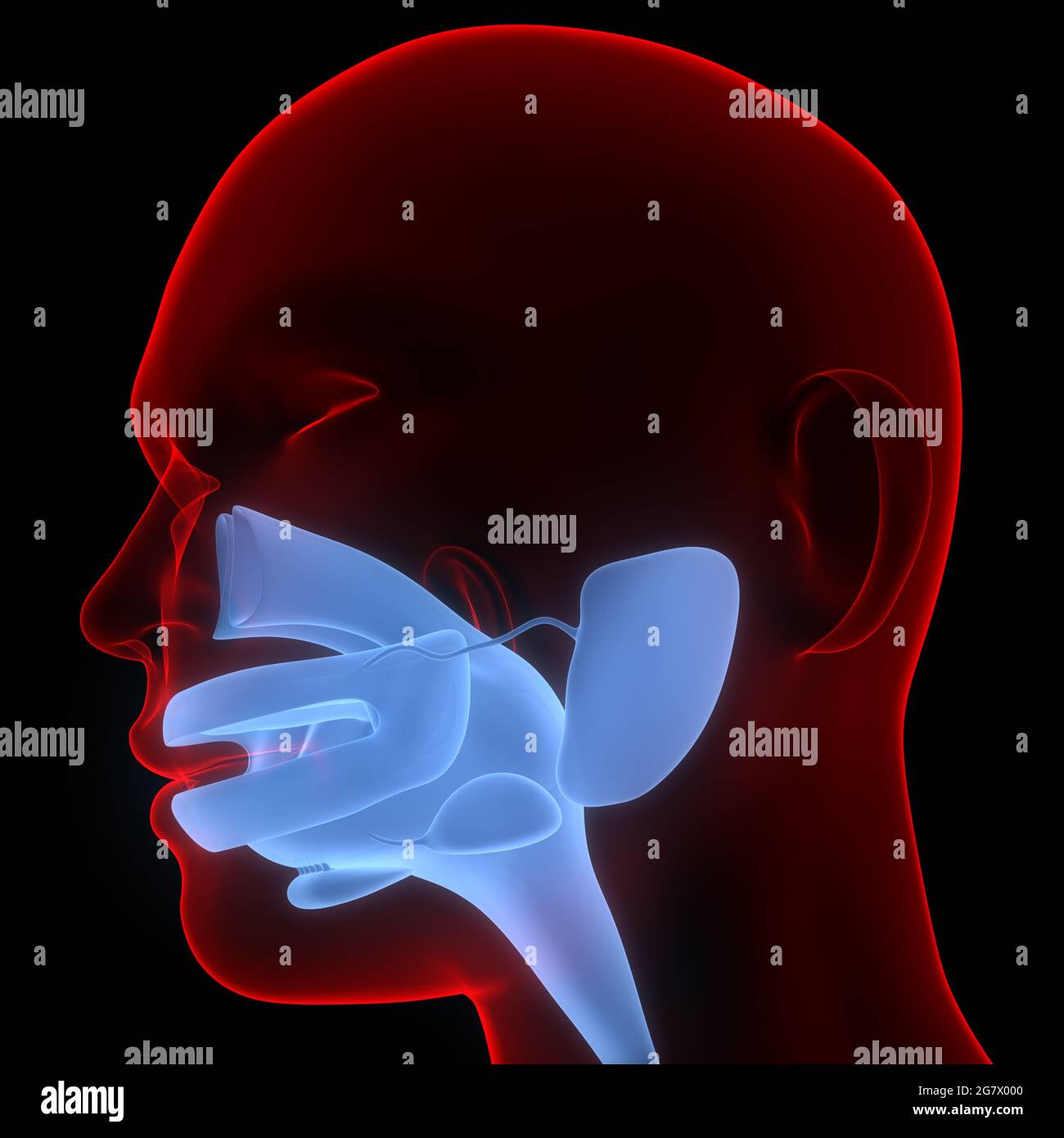 Human Digestive System Mouth Anatomy. 3D Stock Photo - Alamy