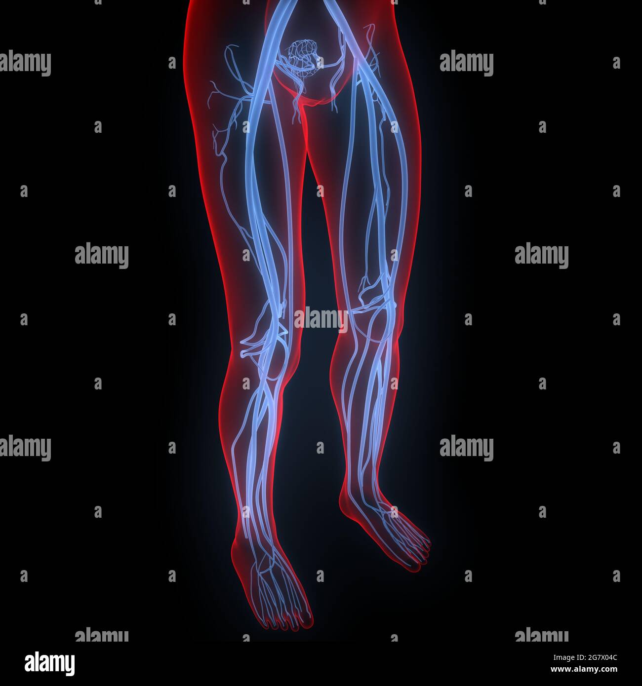 Human circulatory system hi-res stock photography and images - Alamy