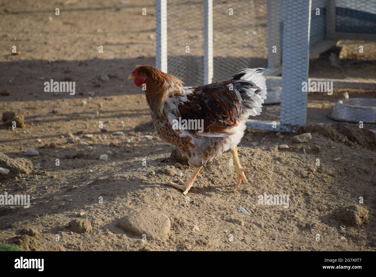 Chicken dust hi-res stock photography and images - Alamy