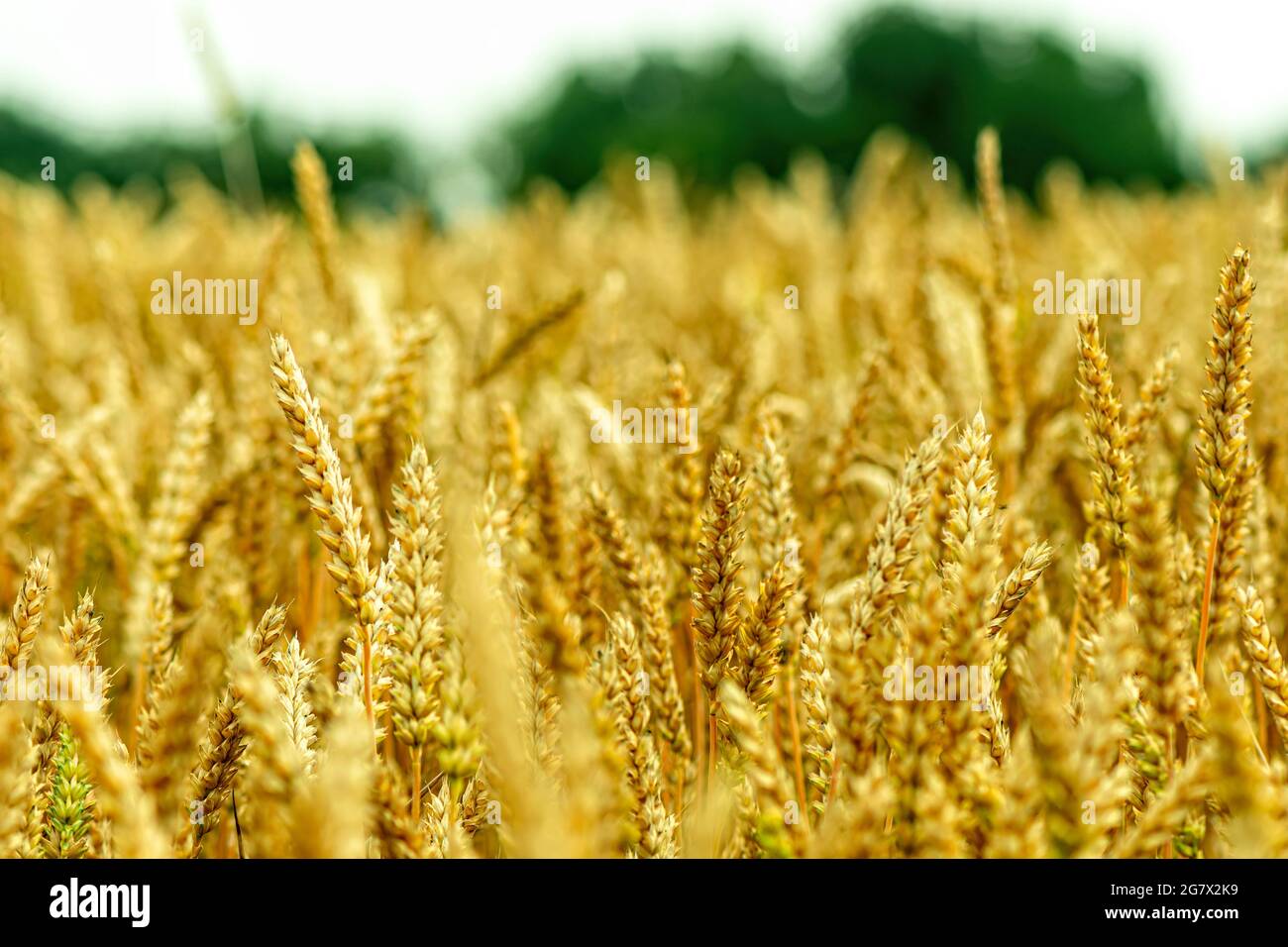 yellow grain ready for harvest growing in a farm field Stock Photo - Alamy