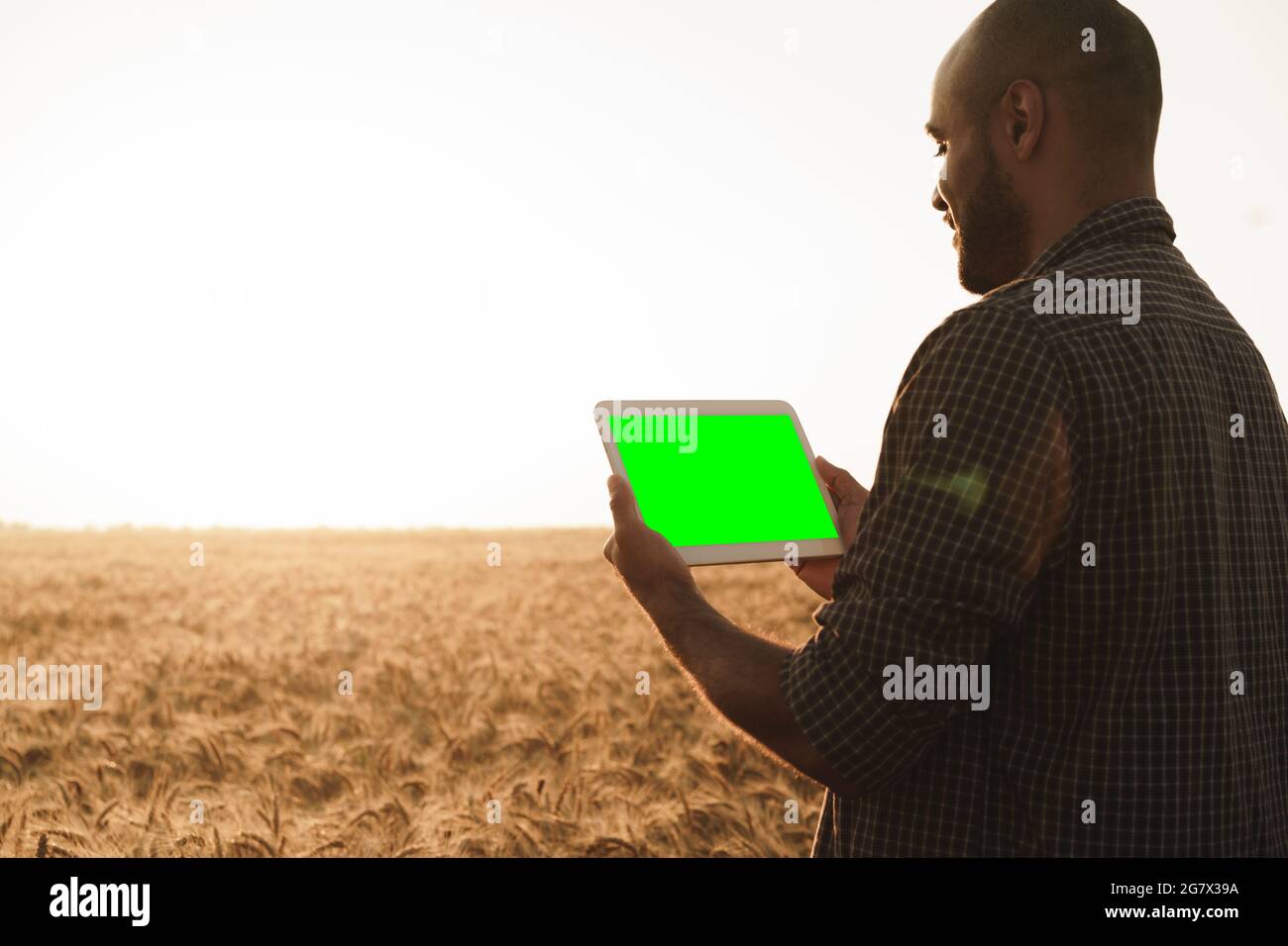 Close up of farmer's hands holding tablet with green screen in wheat ...