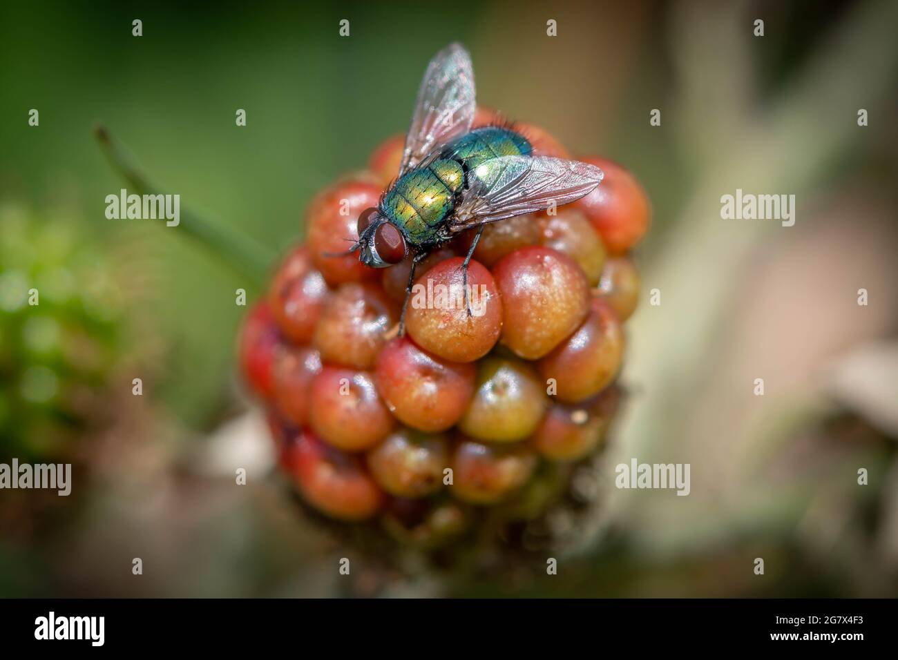 Berry with legs hi-res stock photography and images - Alamy