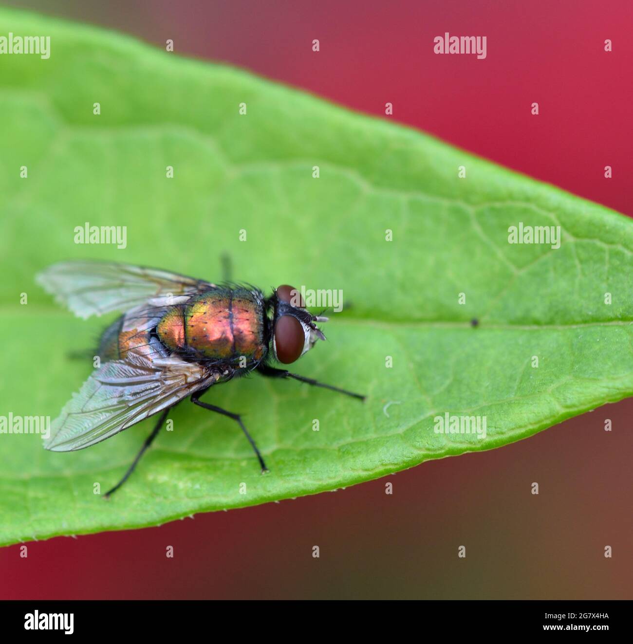 Metallic fly hi-res stock photography and images - Alamy
