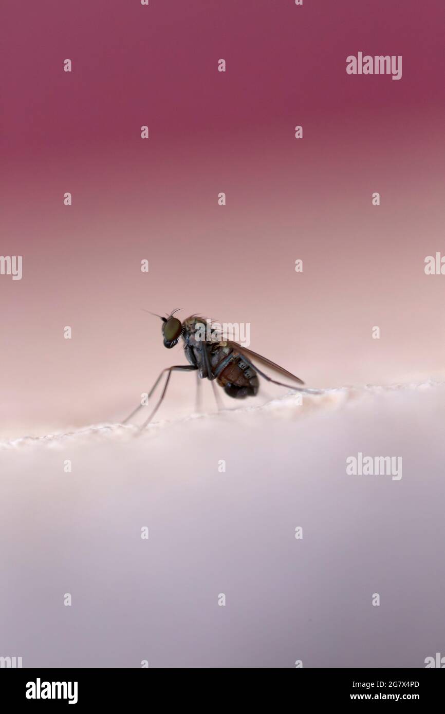 Longlegged Fly Medetera Dolichopodidae in close view Stock Photo - Alamy