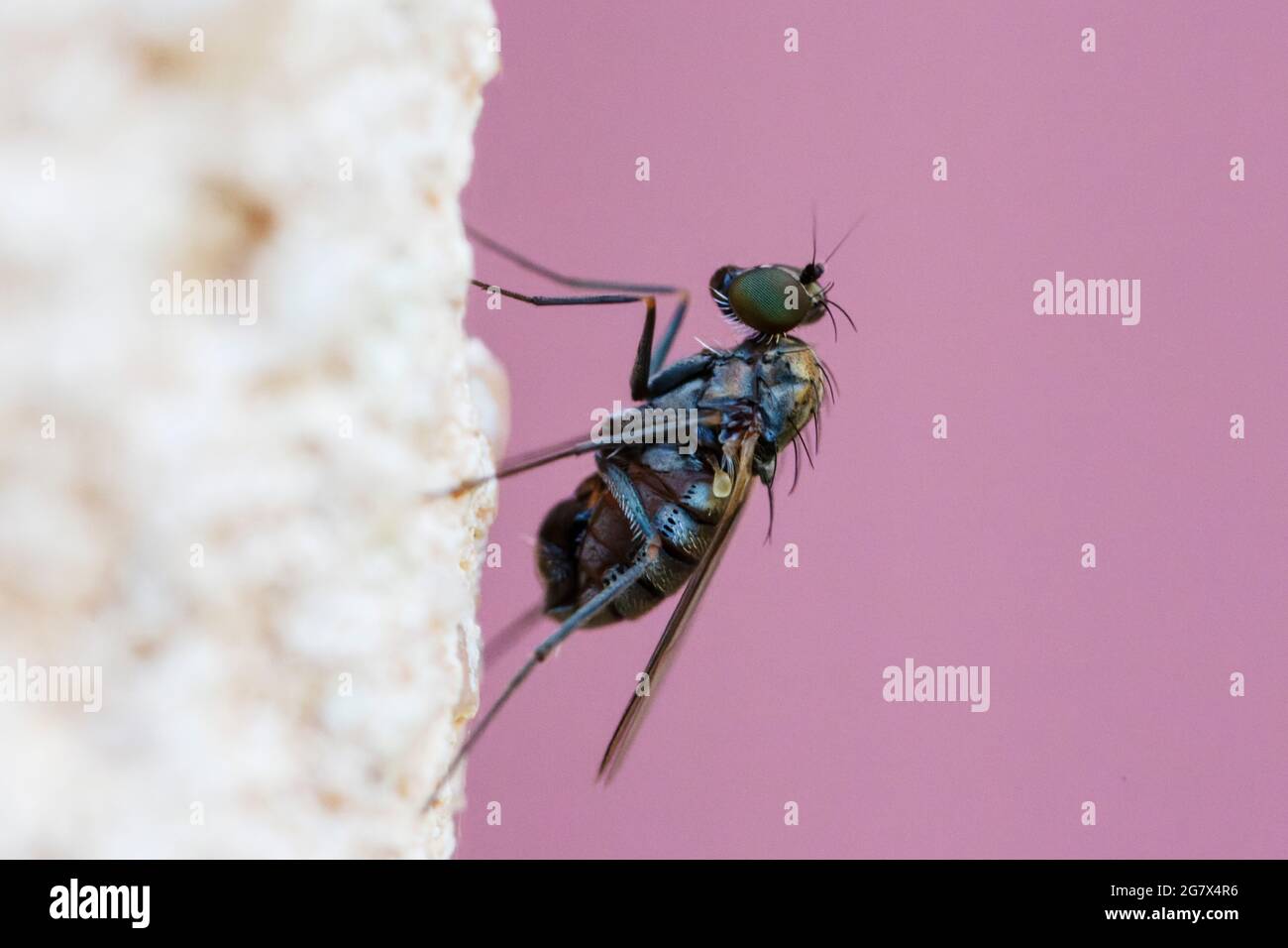 Medetera High Resolution Stock Photography and Images - Alamy