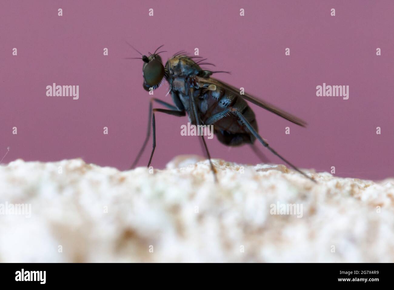 Medetera High Resolution Stock Photography and Images - Alamy