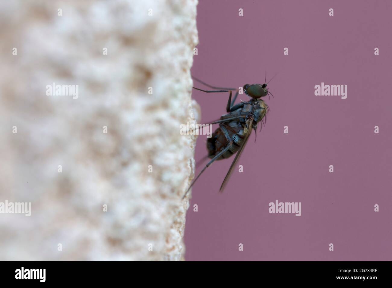 Medetera High Resolution Stock Photography and Images - Alamy