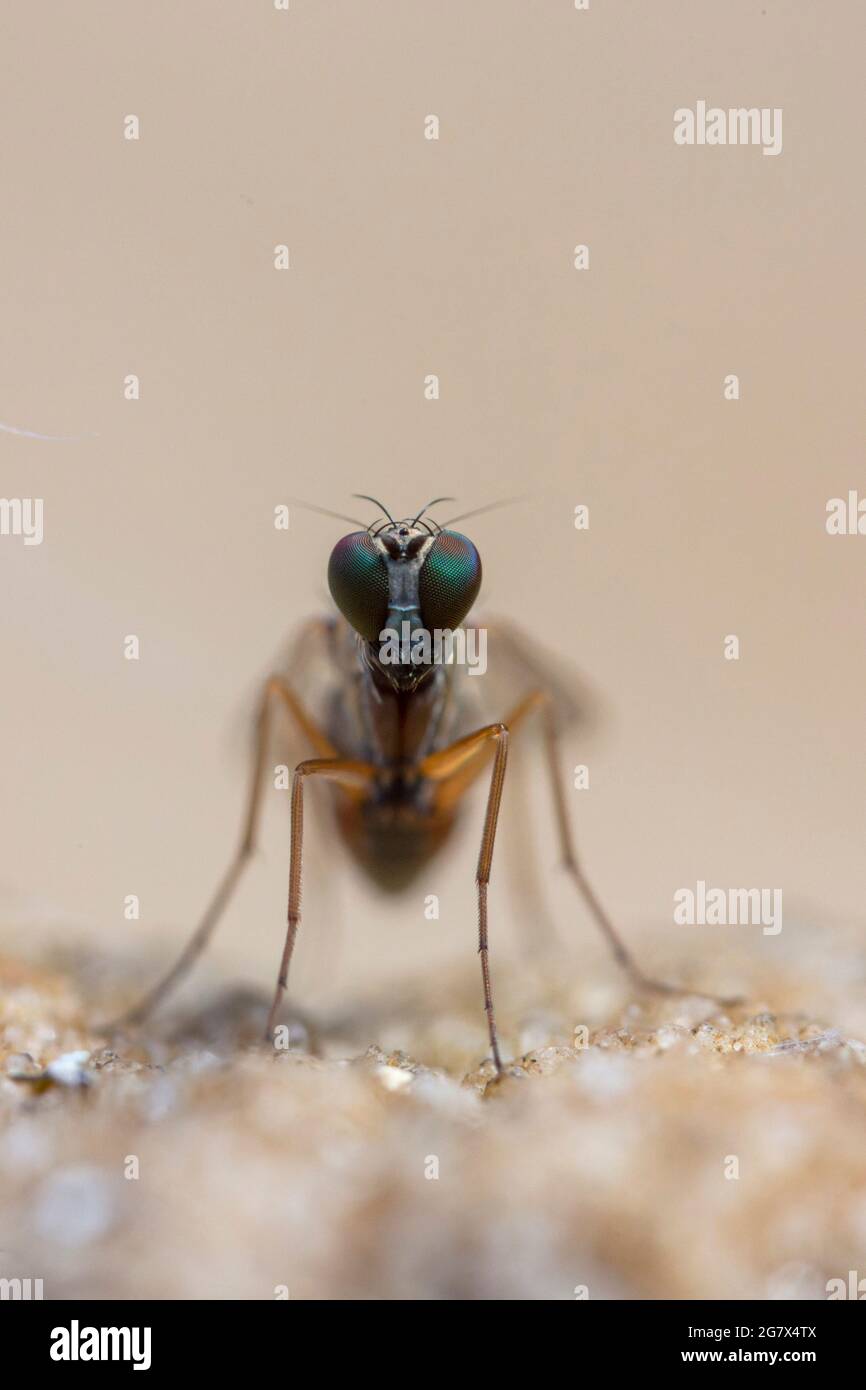 Medetera hi-res stock photography and images - Alamy