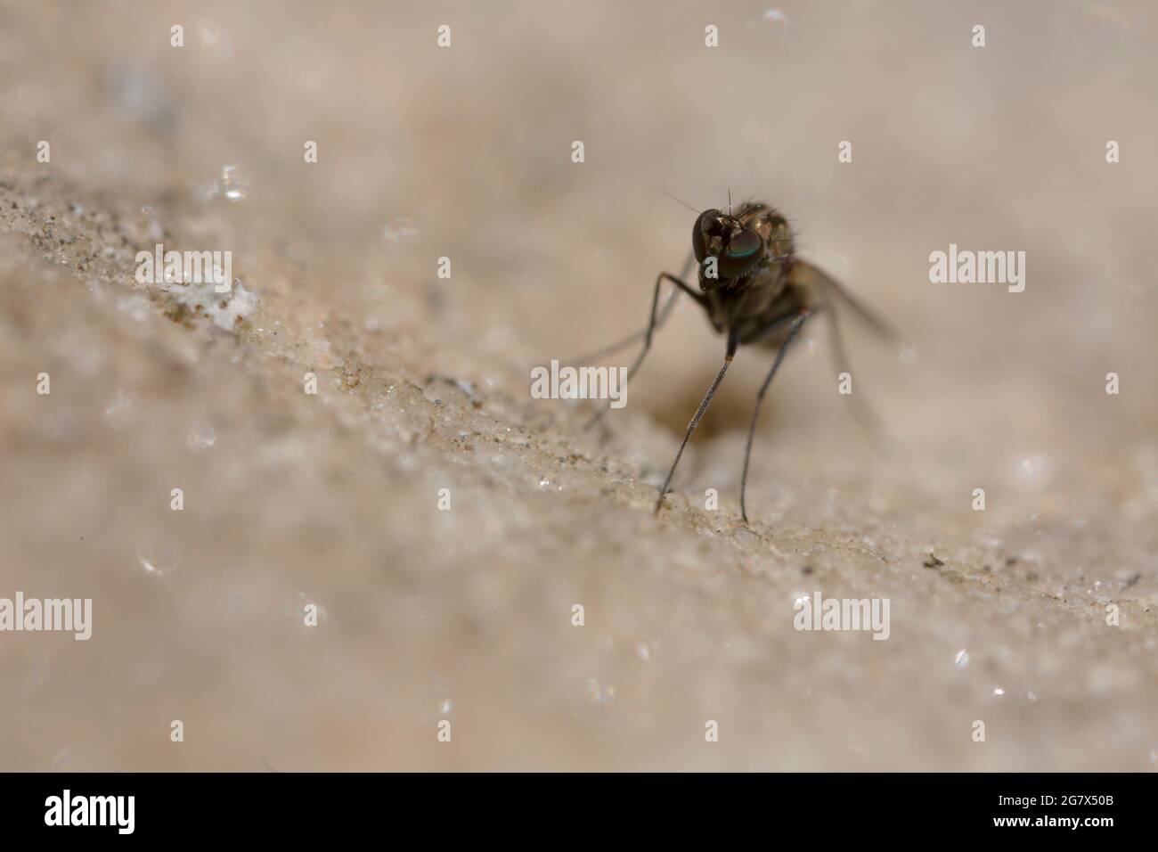 Medetera High Resolution Stock Photography and Images - Alamy