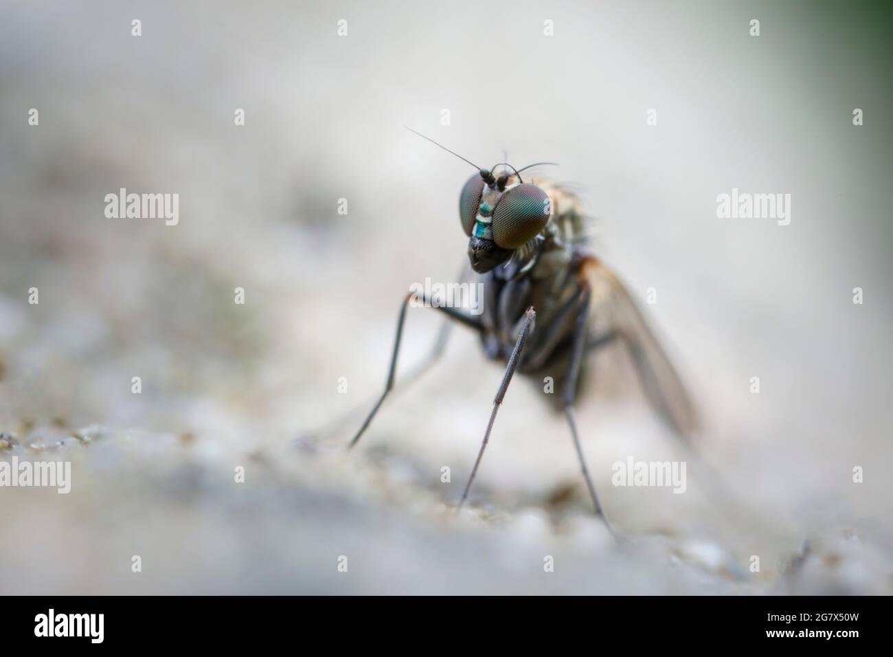 Medetera High Resolution Stock Photography and Images - Alamy