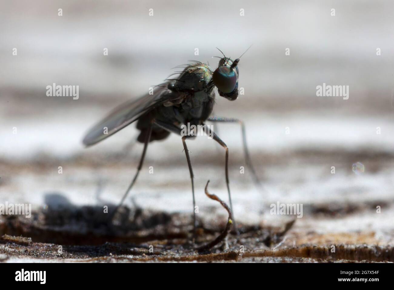 Medetera High Resolution Stock Photography and Images - Alamy