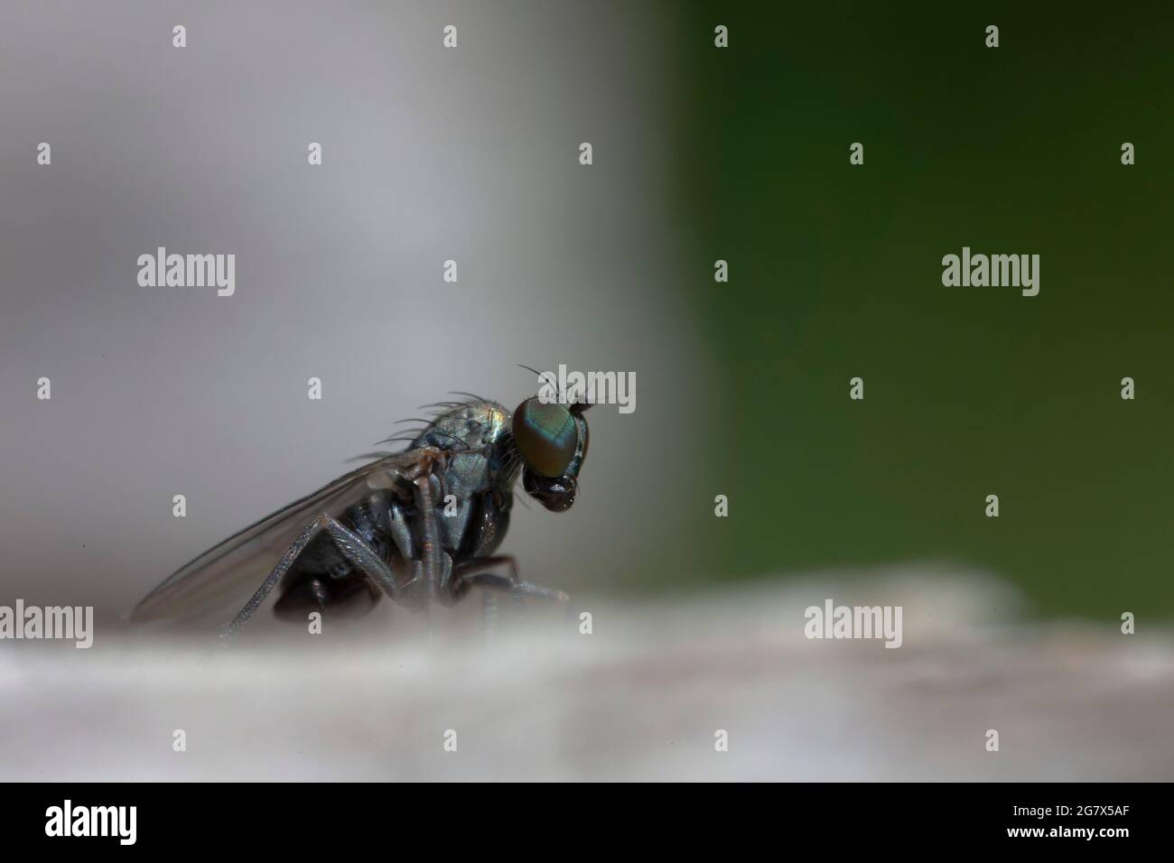 Medetera High Resolution Stock Photography and Images - Alamy