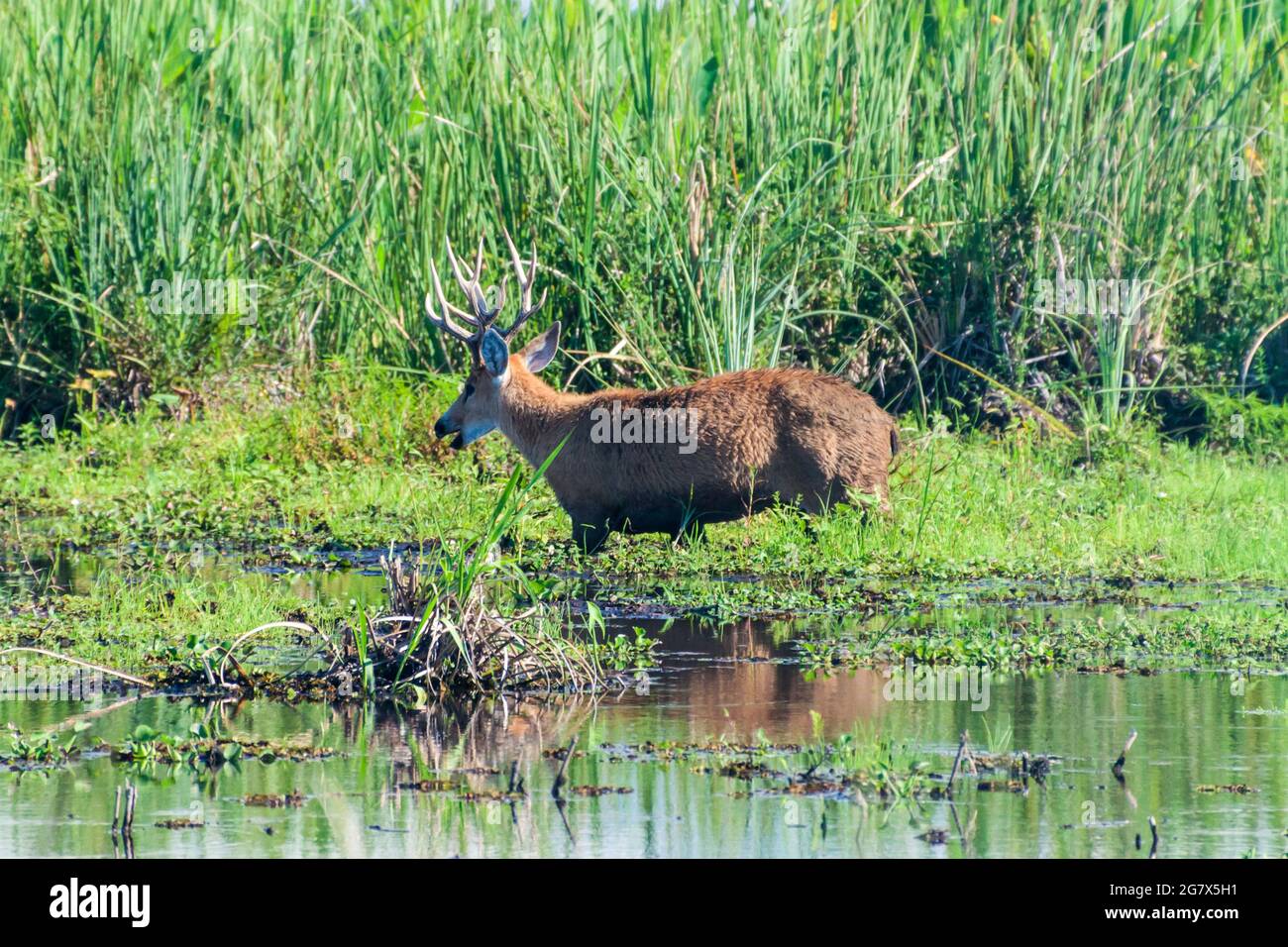 Adult marsh deer blastocerus dichotomus hi-res stock photography and ...