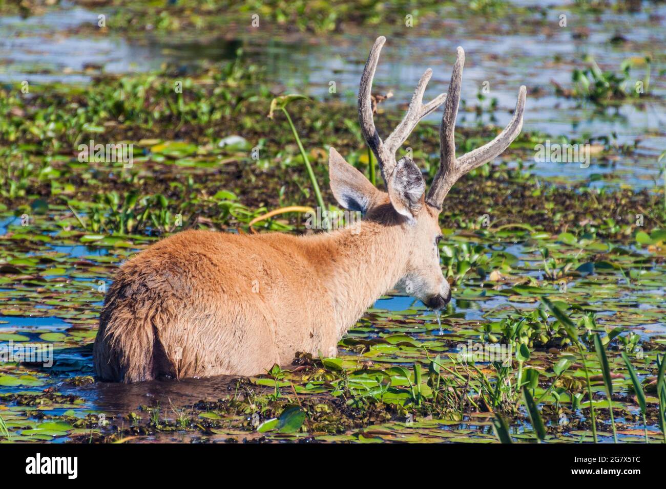 Adult marsh deer blastocerus dichotomus hi-res stock photography and ...