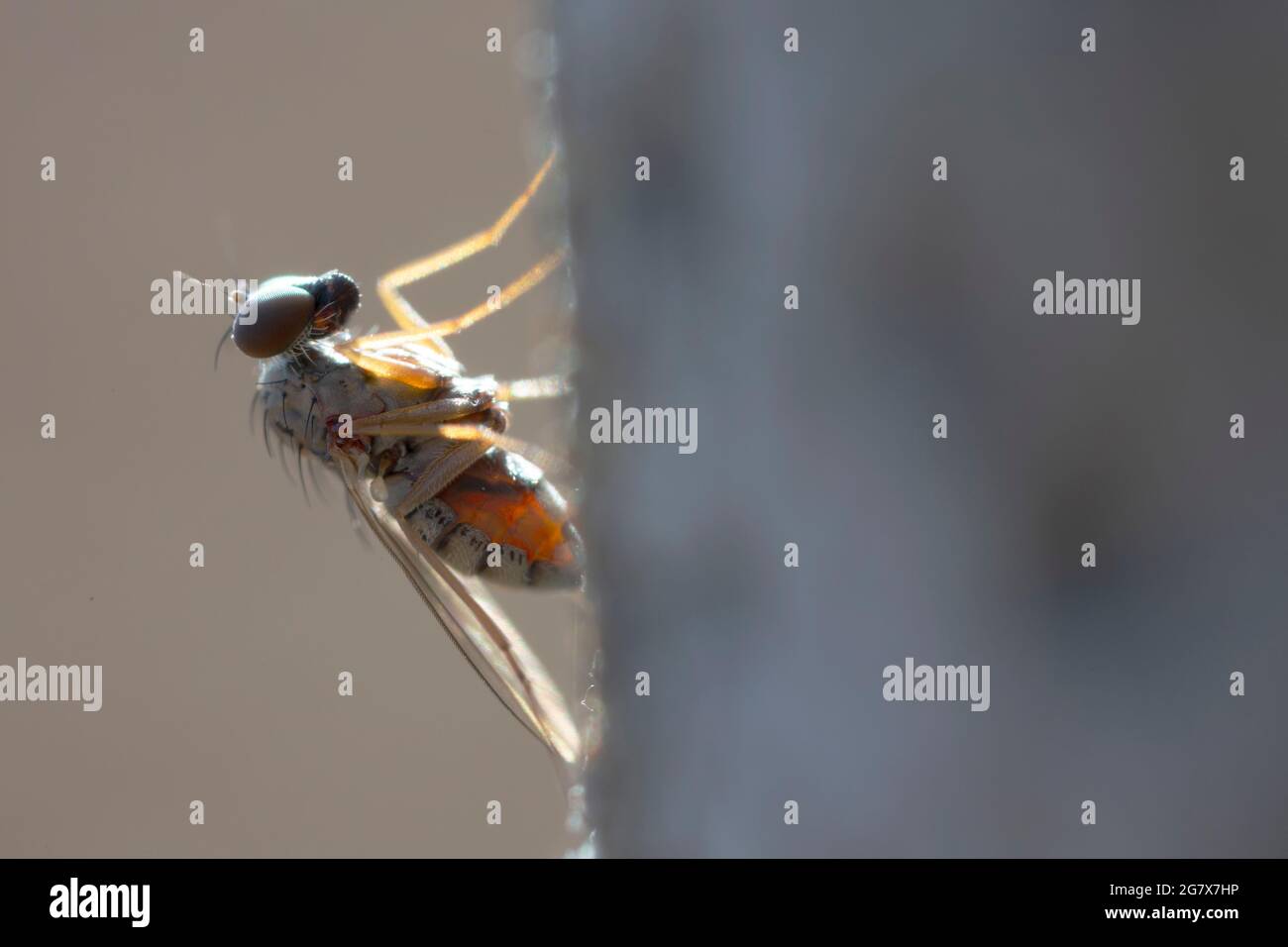 Medetera High Resolution Stock Photography and Images - Alamy